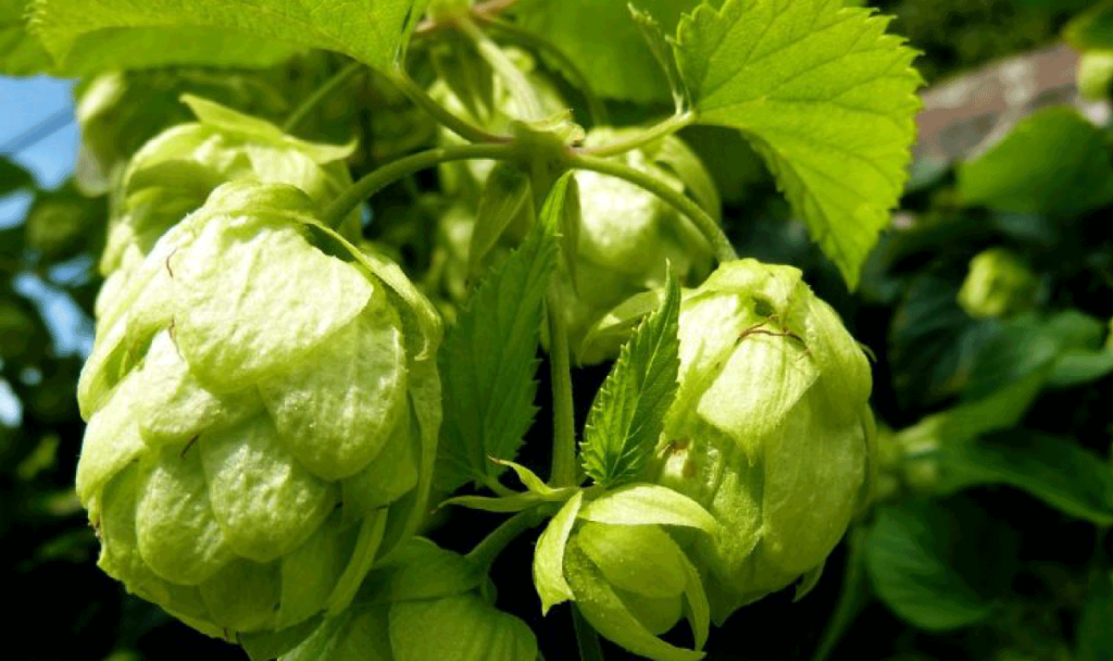 Hops on Display: See a Unique Crop at Florida Ag Expo | Florida Ag Expo